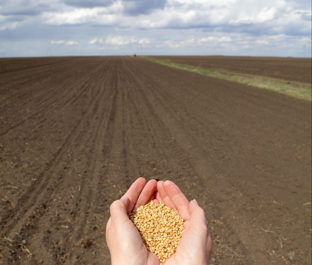 Les bonnes pratiques de la semence fermière – ABG SERVICES – SEMENCES ...